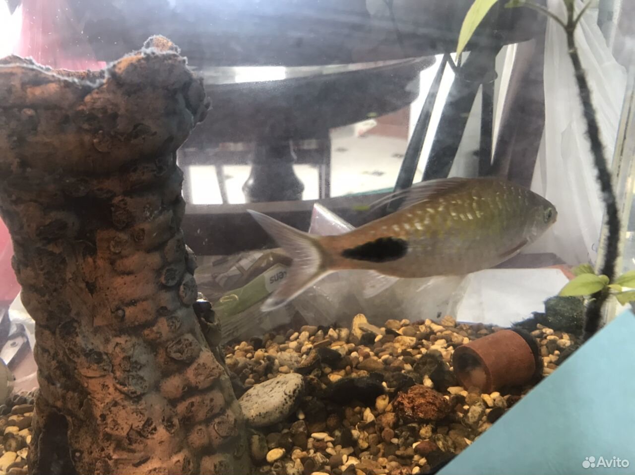 Аквариумная рыбка Барбус Шуберта