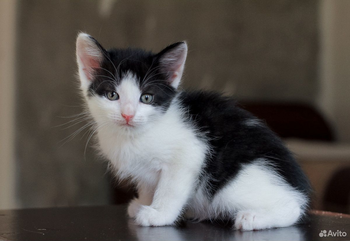 Котенок девочка 1.5 мес