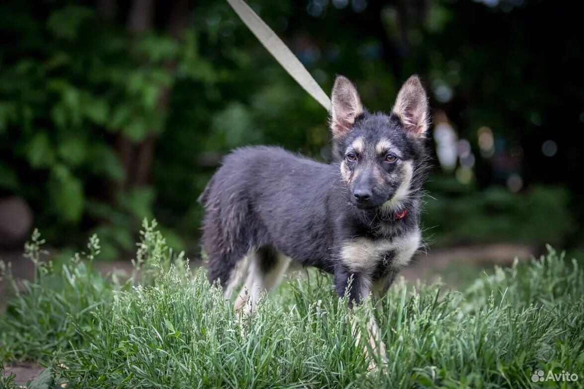 Герда-щенок (3 мес) хочет домой