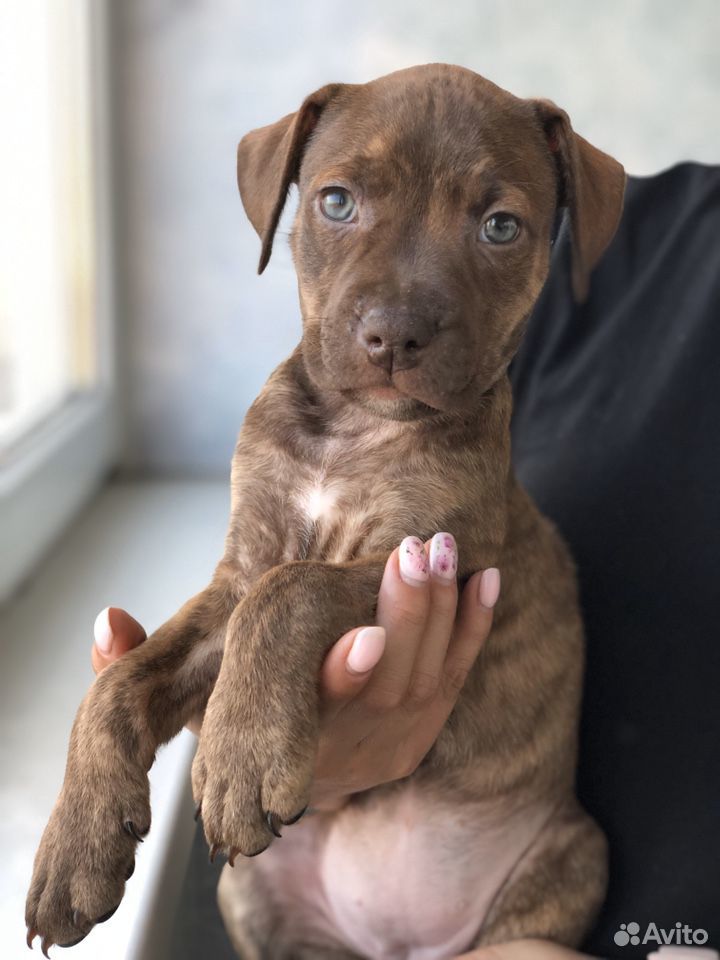 Щенки Питбуля