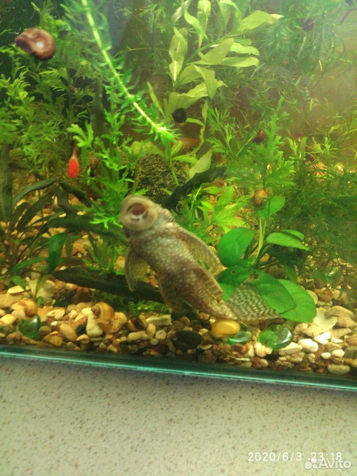 Продаются 2 самки анцитруса