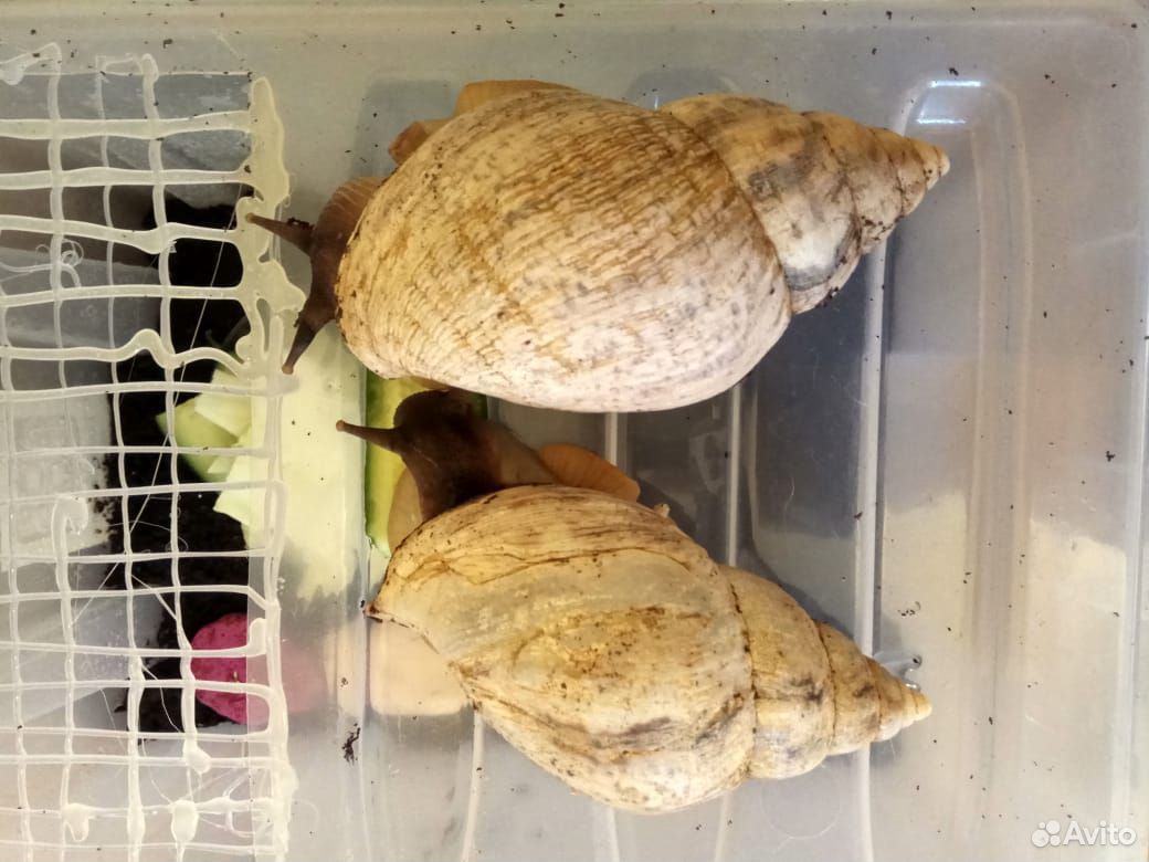 Ахатины 2 штуки