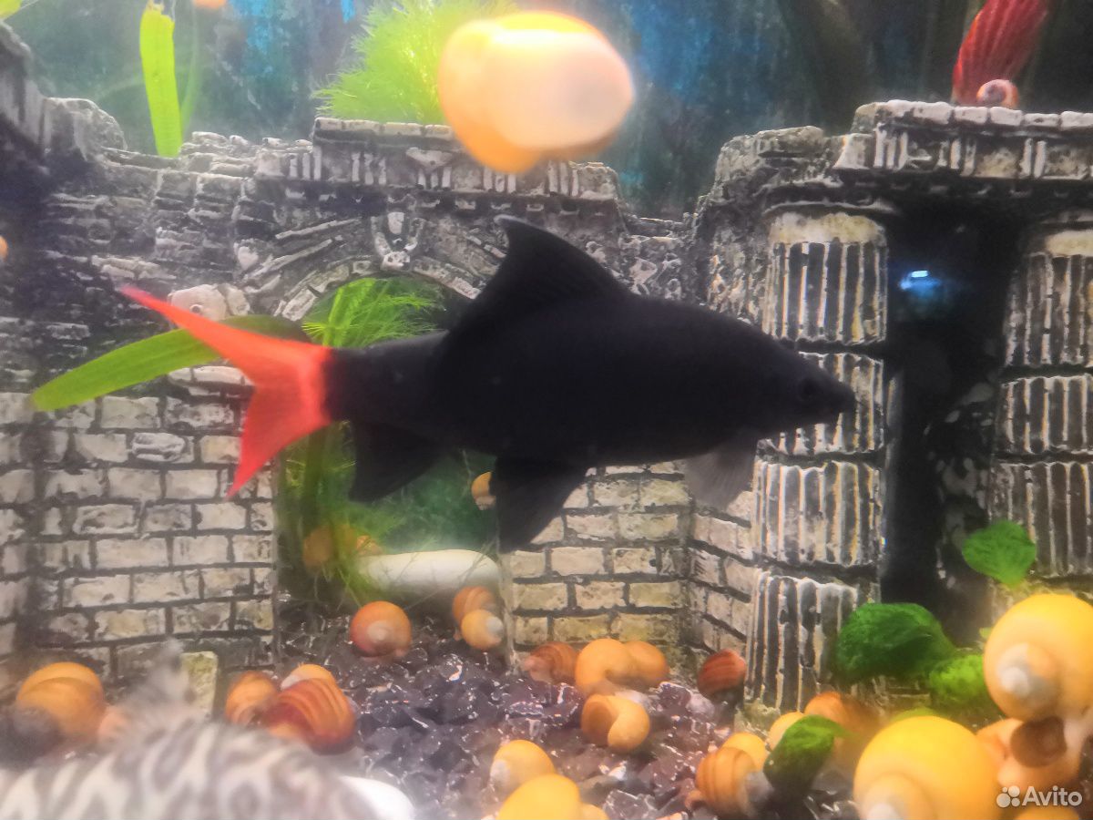 Рыбка лабио