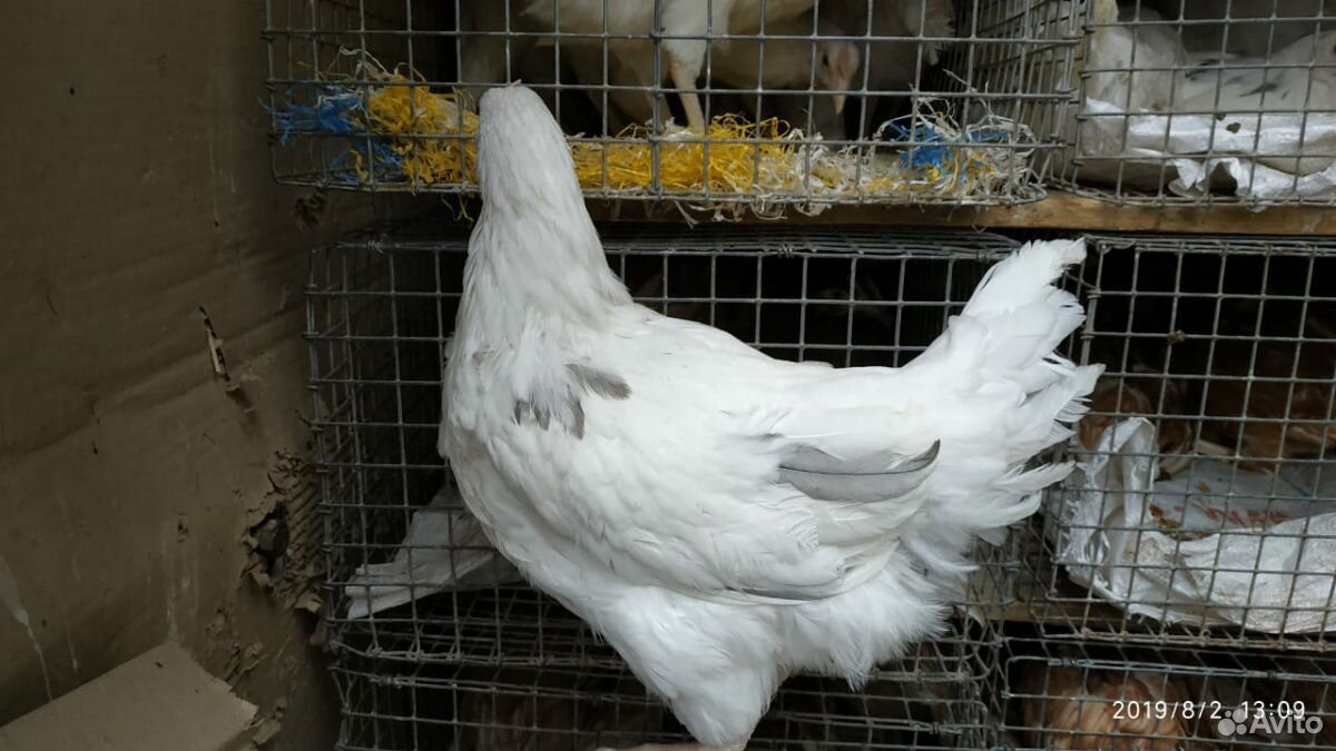 Курочки минорки и минорка далматинец