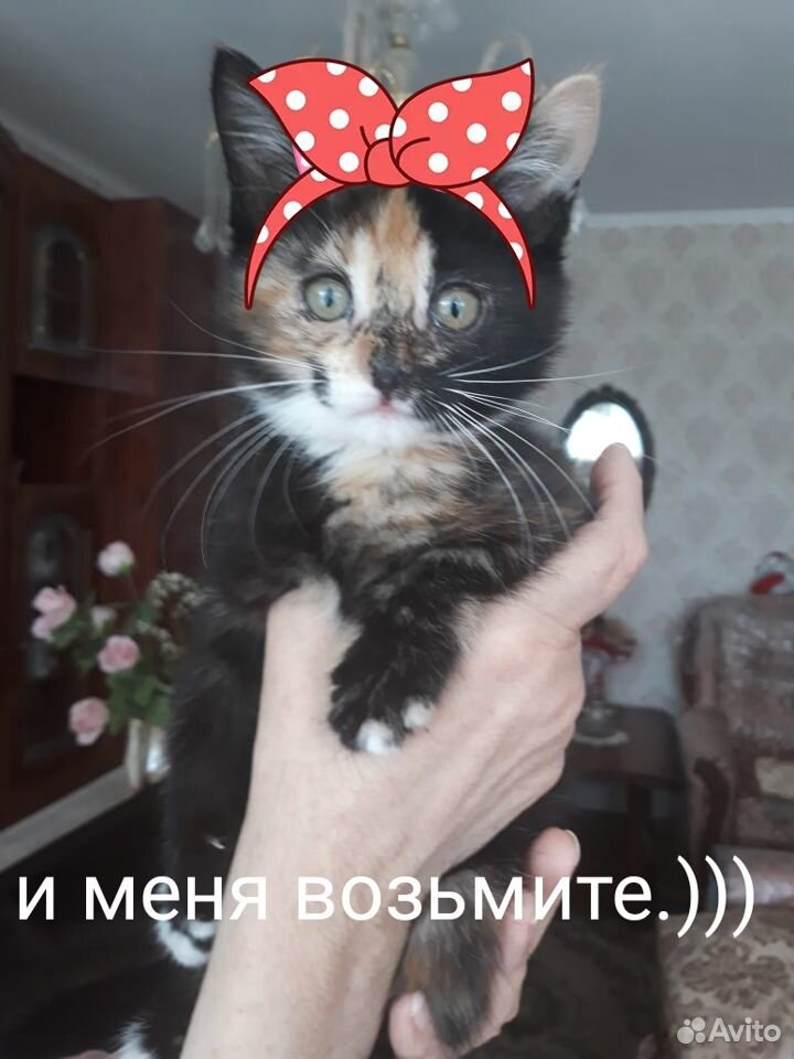 Котёнок, девочка шейла, 1.5 мес