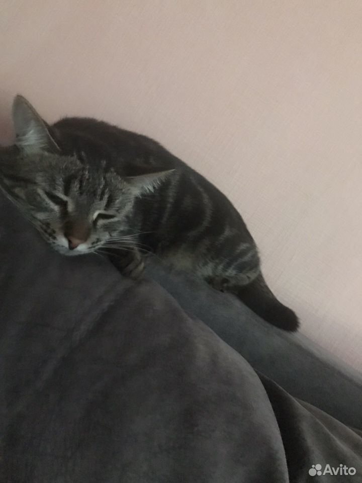 Кошка
