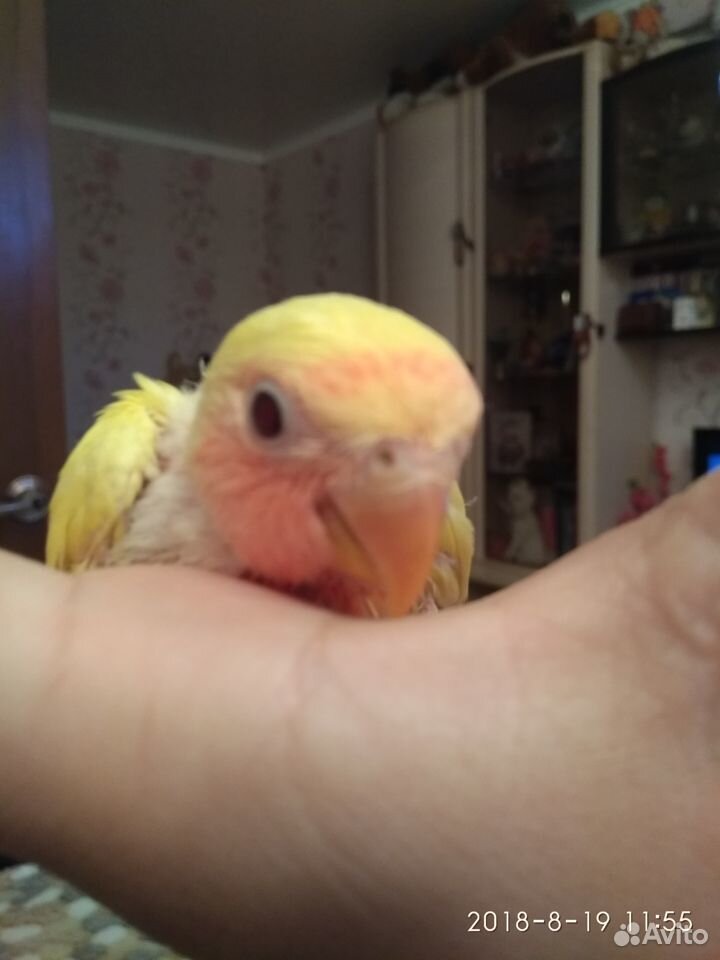 Неразлучник