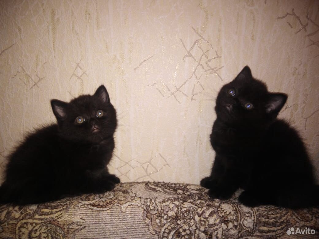 Котята шотладские