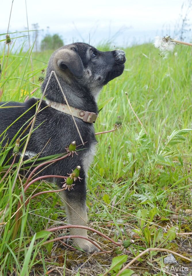 В добрые руки