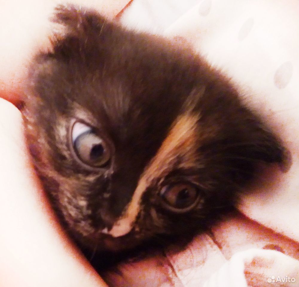 Вислоухие шотландские котята