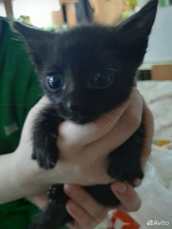 0риента+ сибиряк