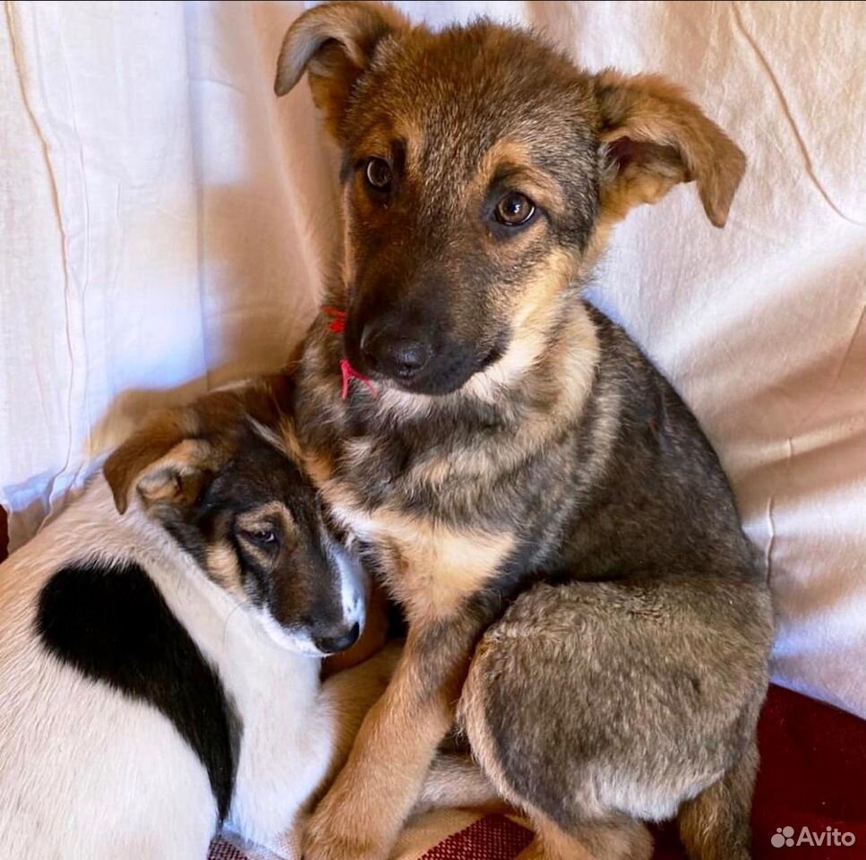 Щенки девочки бесплатно