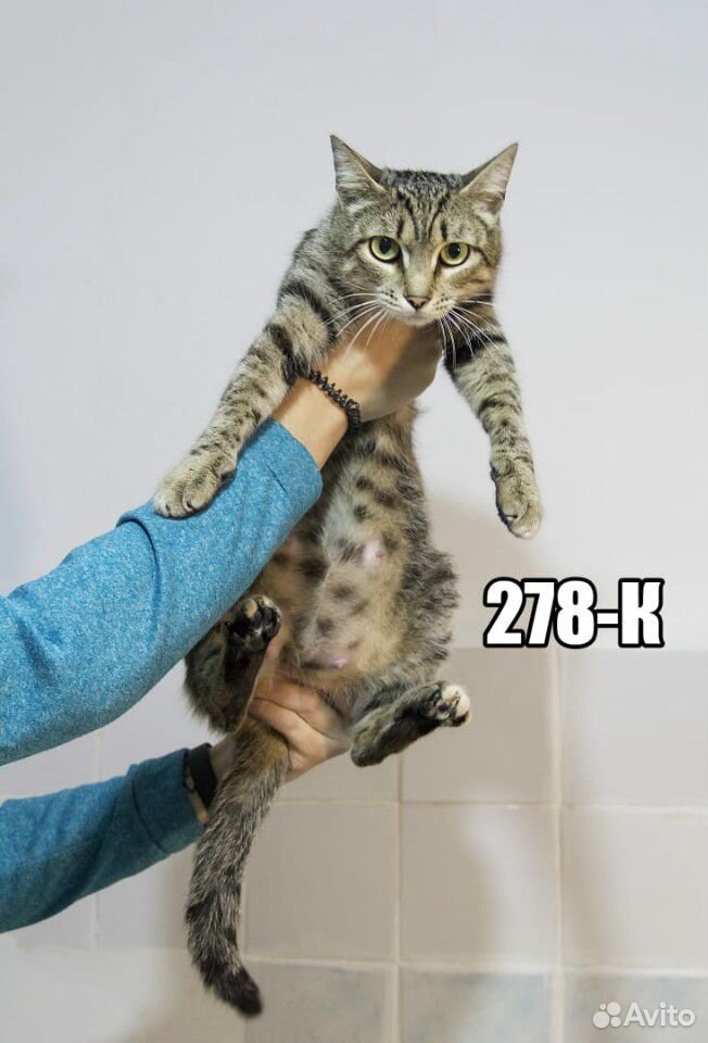 Кошка мышеловка 2 года