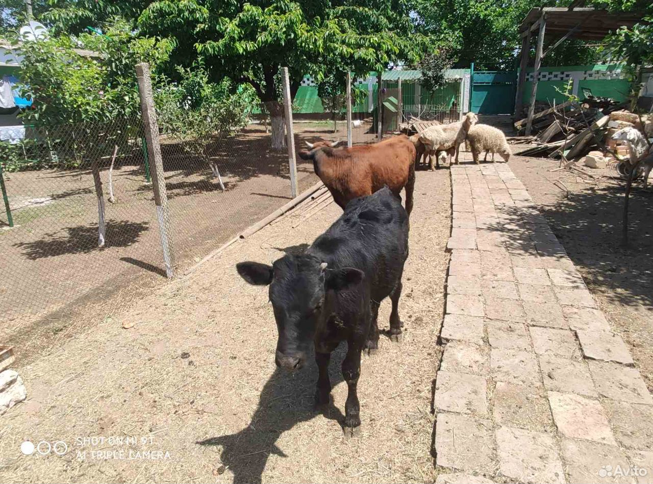 Продам бычков сосунков