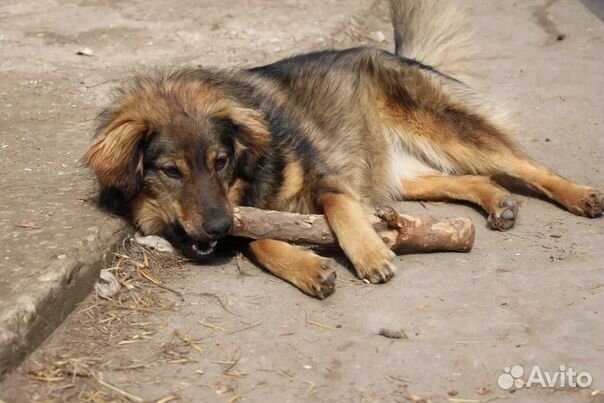 Собака стерилизованная