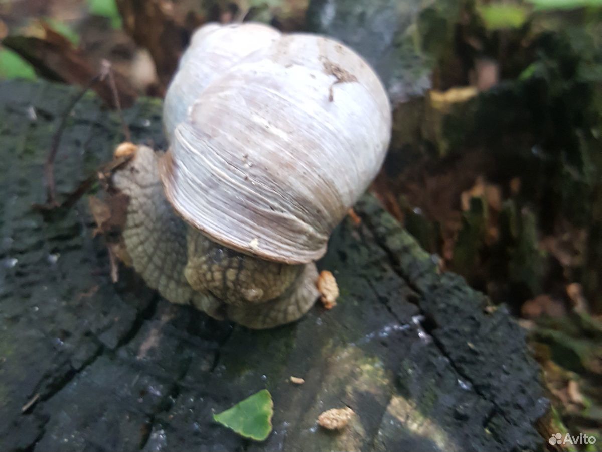 Улитка Виноградная