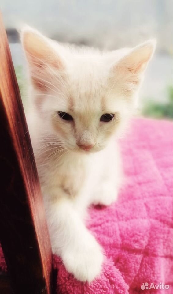 Персиковый котенок