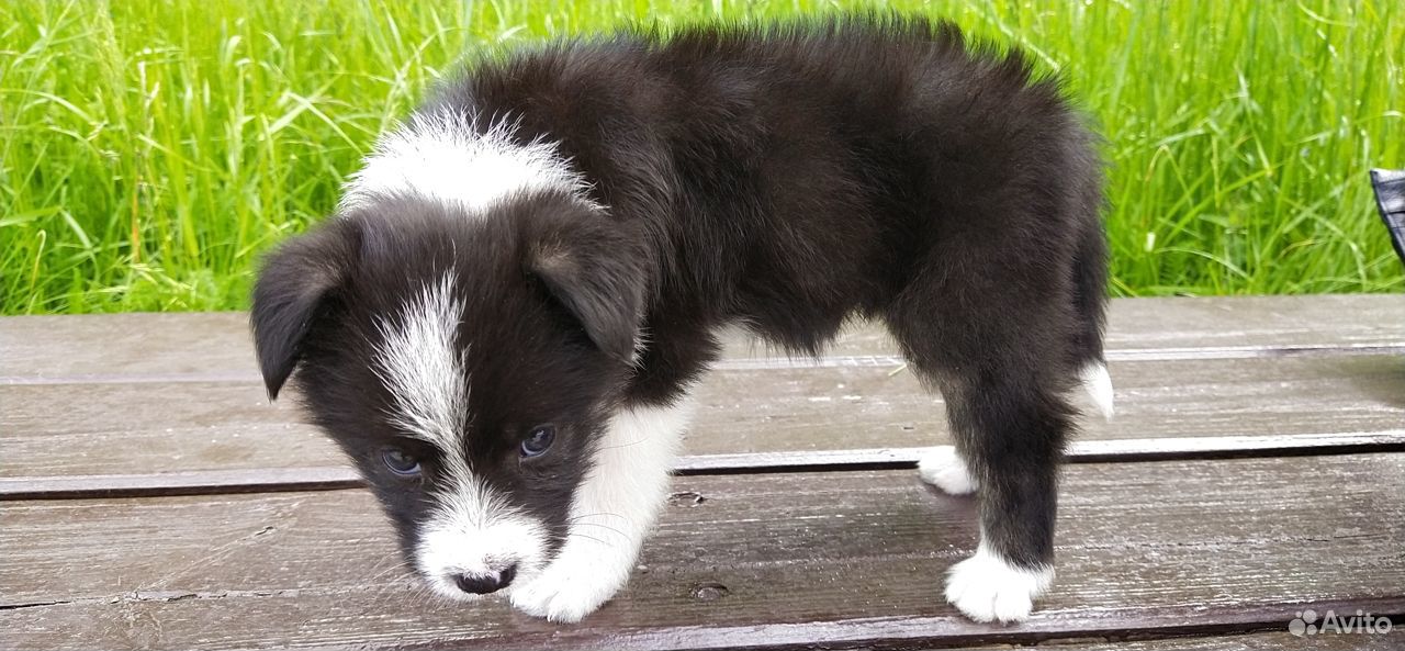 Продам маленькую ласковую девочку 1,5 месяца. Звон