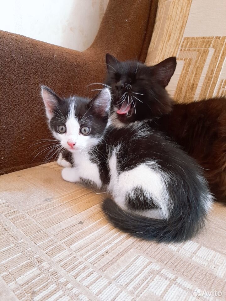 Отдам бесплатно котят, от кошки крысыловки