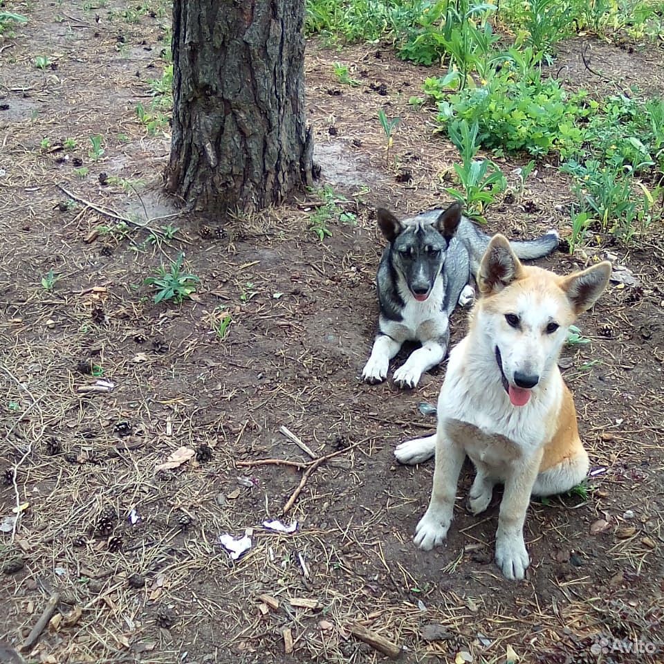 Преданные друзья