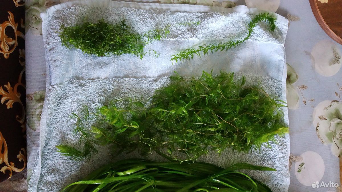 Валлиснерия, роголистник растения для аквариума