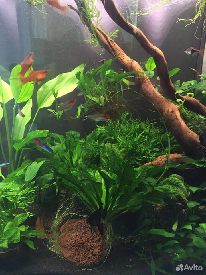 Растения из аквариума