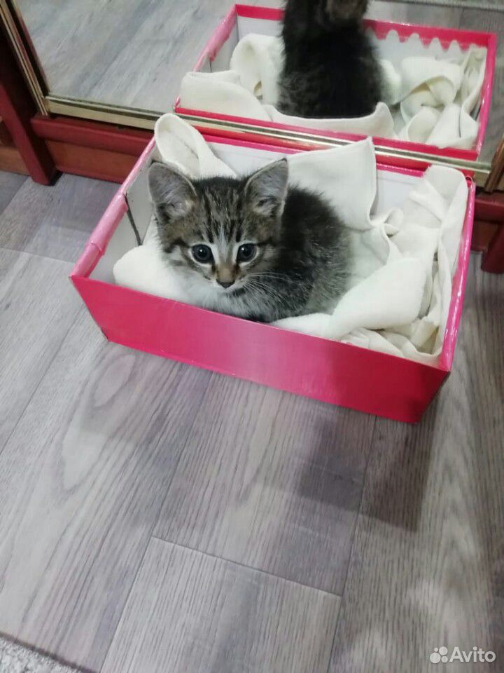 Котенок в добрые руки