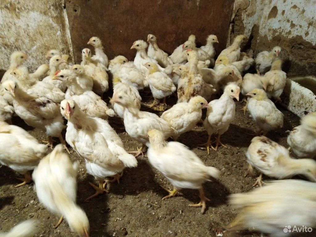 Месячные цыплята