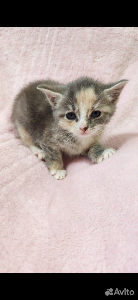 Котенок Дюшес в очень заботливые руки