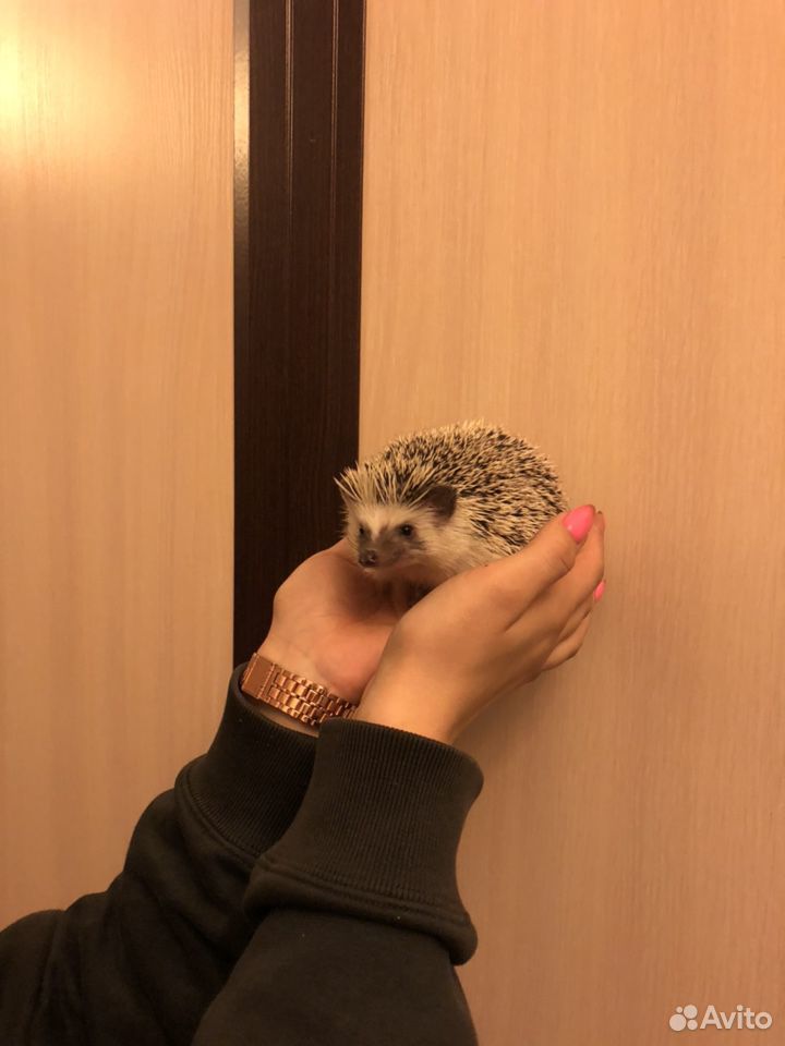 Африканский ёж