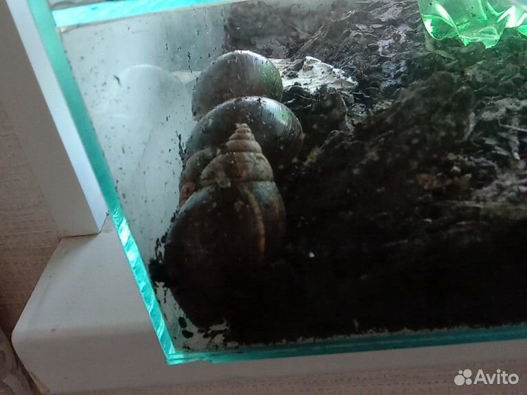 Продаю улиток