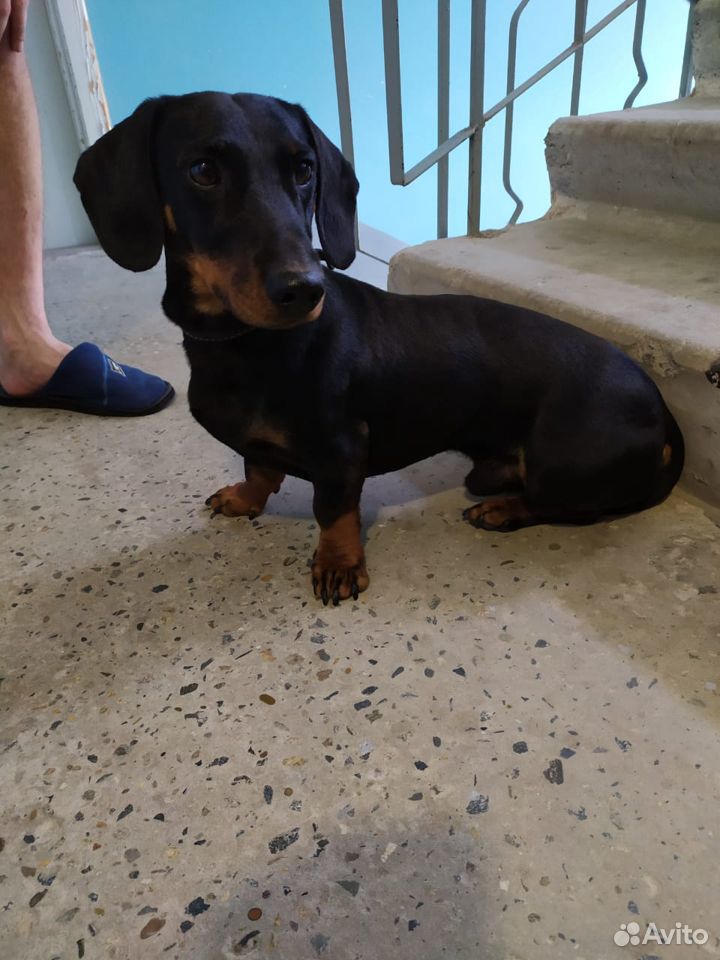 Найдена собака