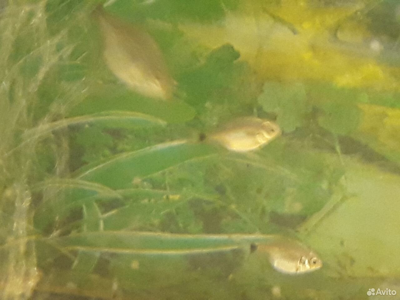 Малки пираньи наттерера