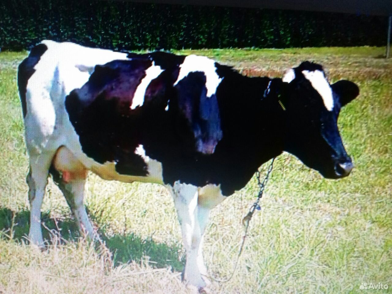 Высокоудойная корова