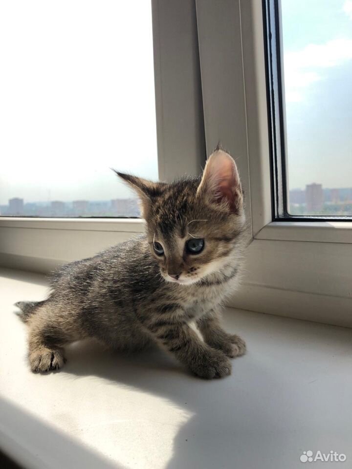 Котенок Рани