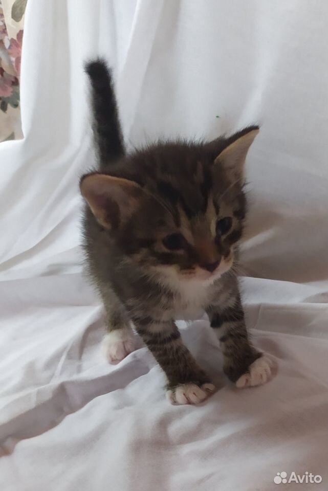 Передам котят в добрые руки бесплатно