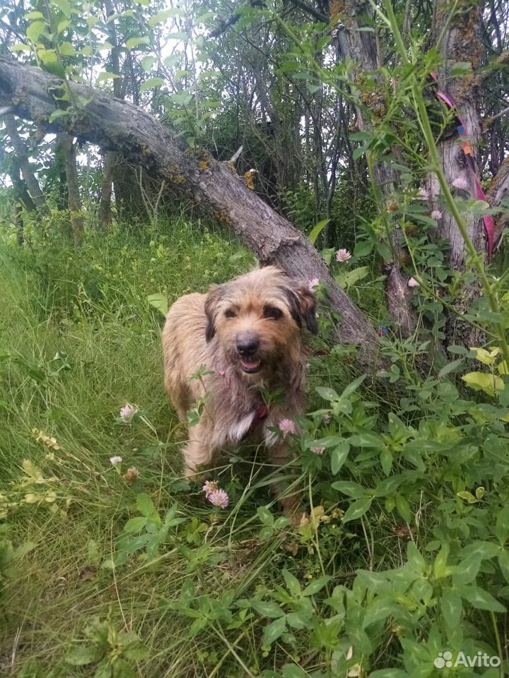 Ищет дом мелкая Собачка Баффи