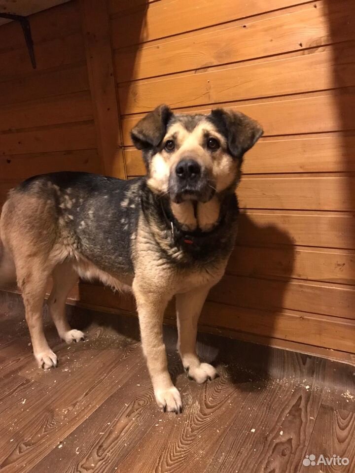 Мамба-собака из приюта. Друг и охранник