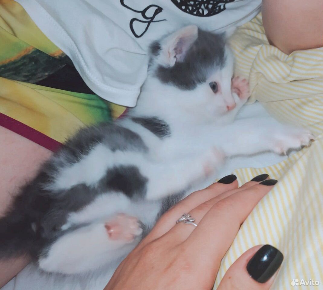 Котенок (мальчик) ищет дом