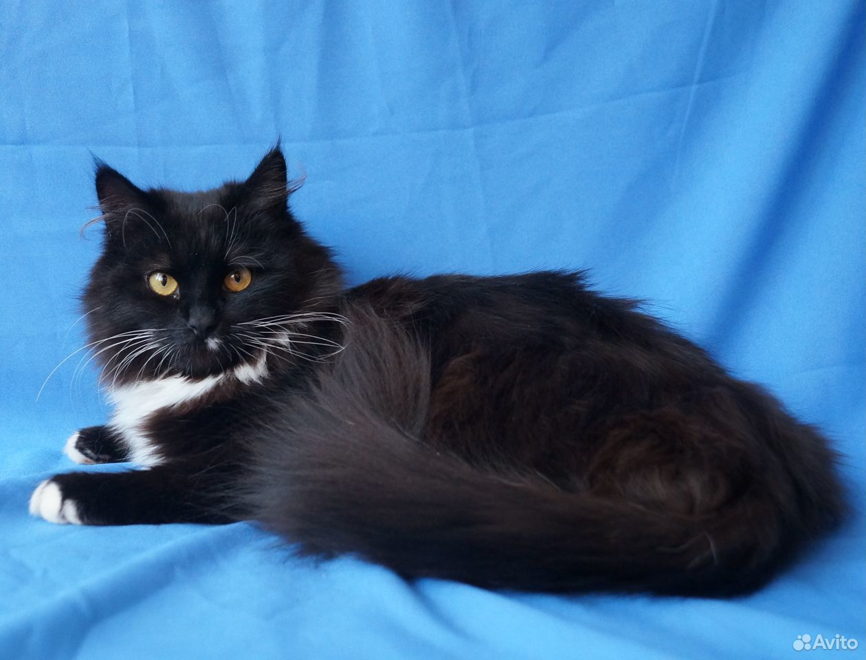 Черная сибирская кошка с родословной