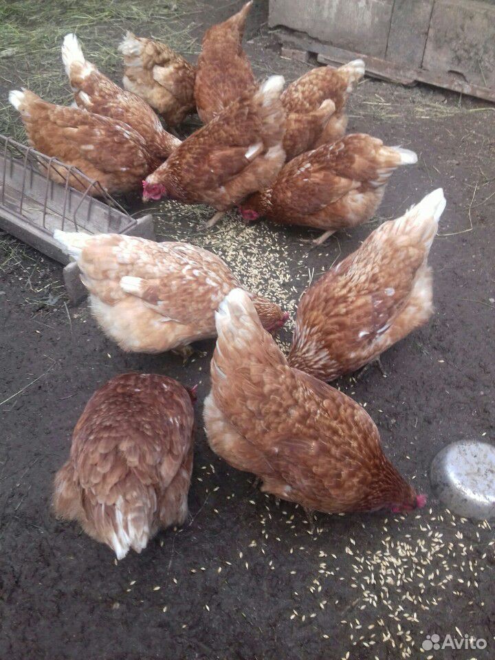 Куры несушки