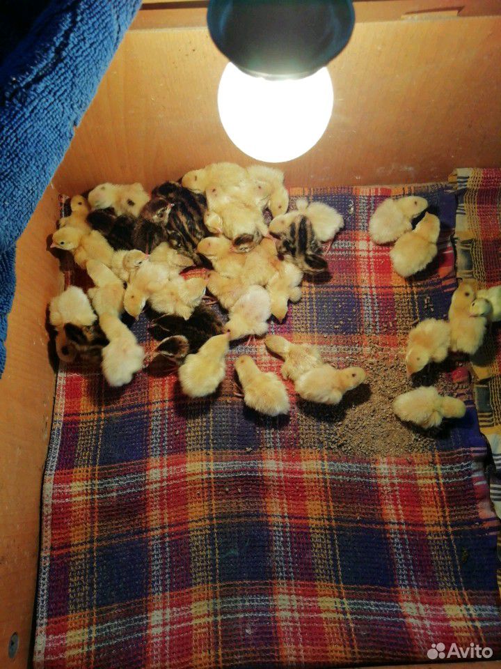 Суточные перепела