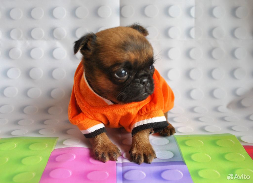 Девочка пти-брабансон