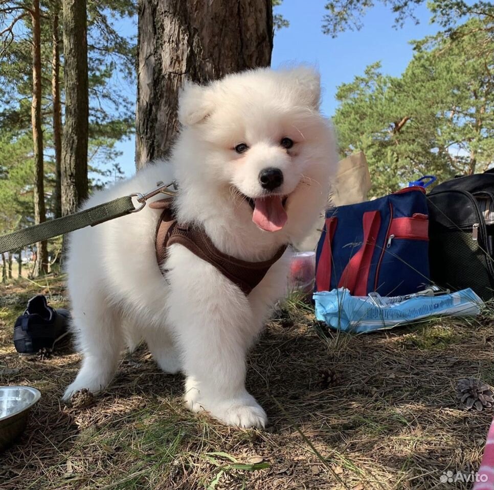 Самоедская лайка - щенок