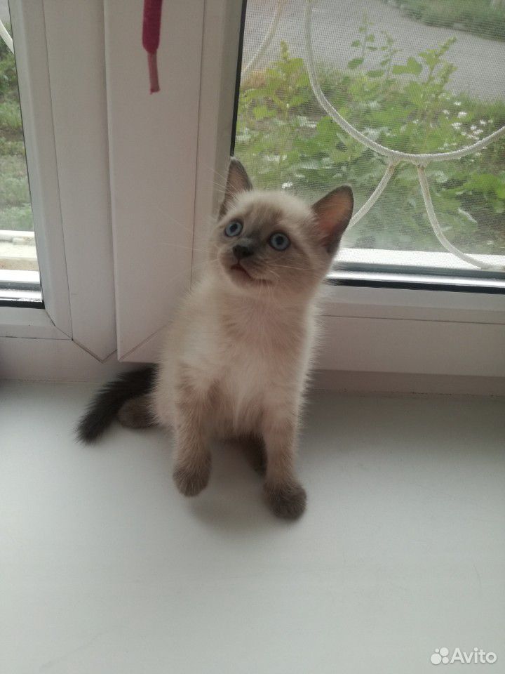 Сиамский (Тайцы)