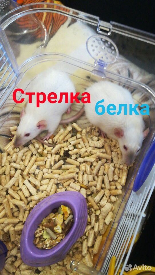 Декоративные крысы " сиамские "