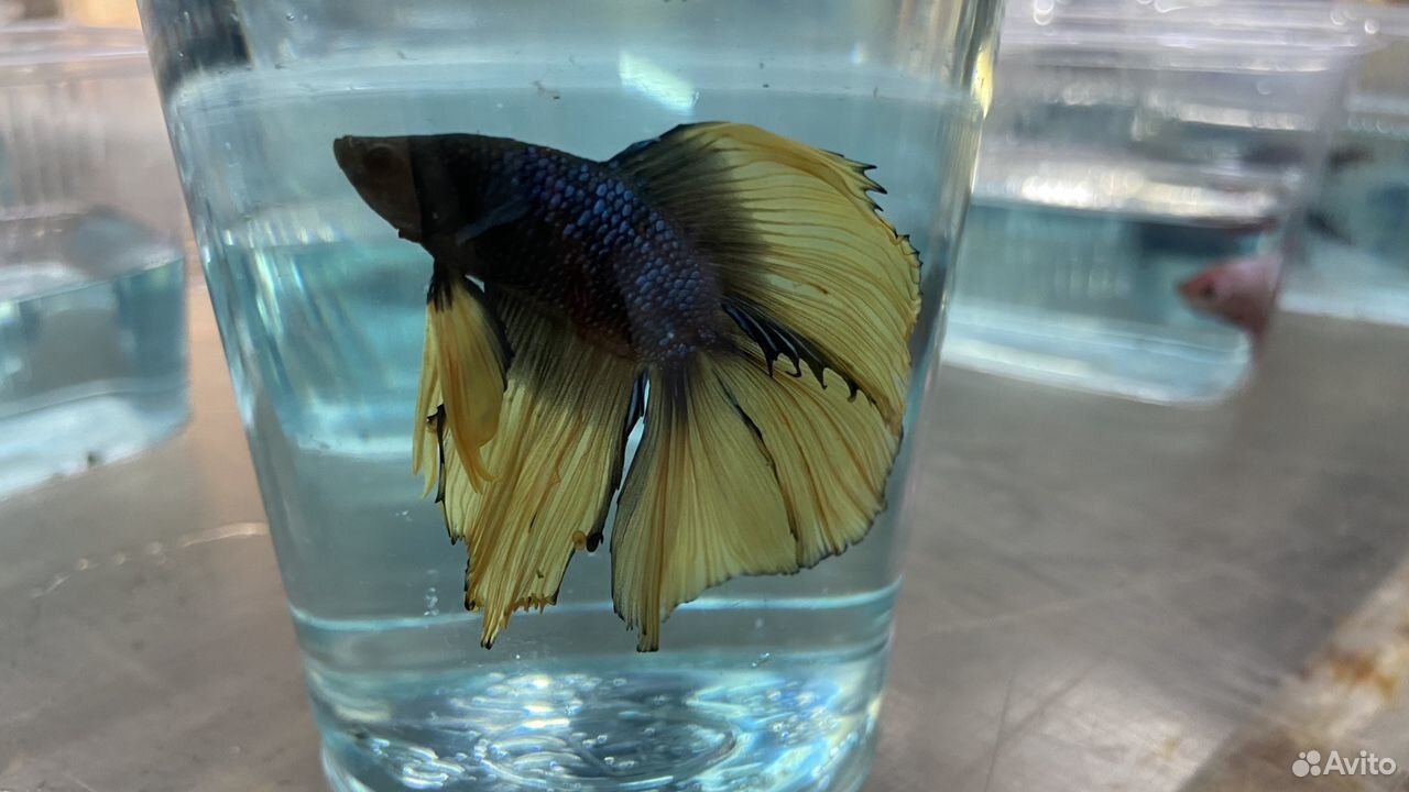 Петушок двойной хвост синий желтохвостый пышный