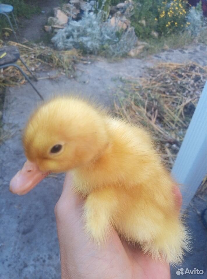 Утята суточные