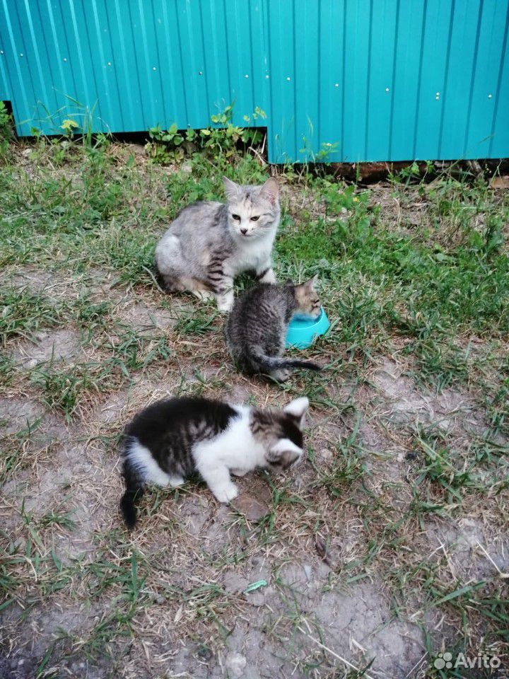 Котёнок 2 месяца