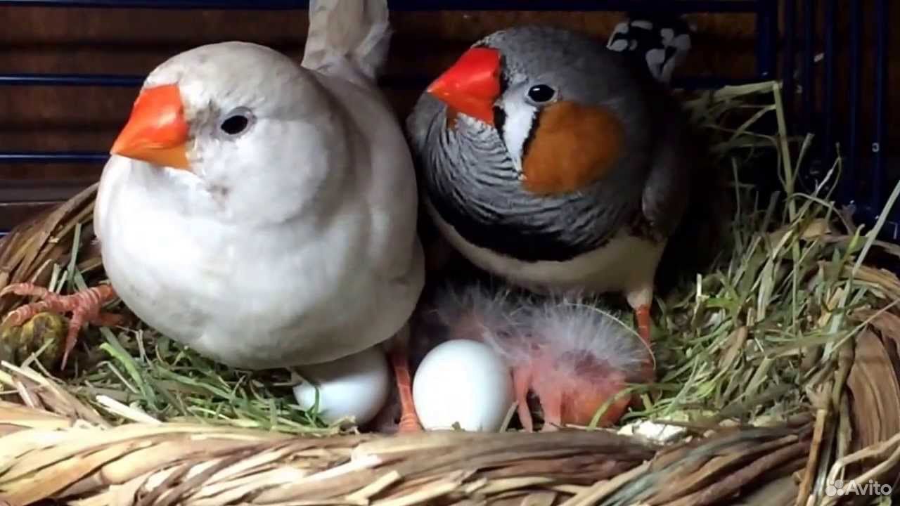 Отдам в добрые руки